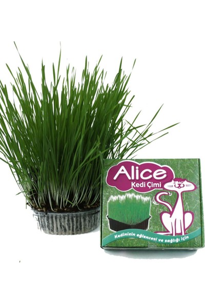 Alice Kedi Çimi