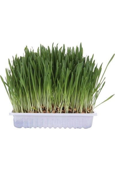 Trixie Kedi Çimi, 100 gr