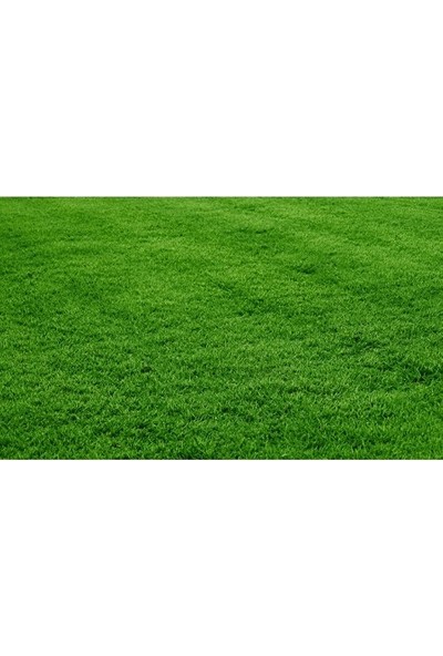 Bermuda Grass Çim Tohumu 1 Kg