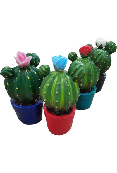 Kaktüs Biblo 4 Adet 10 cm