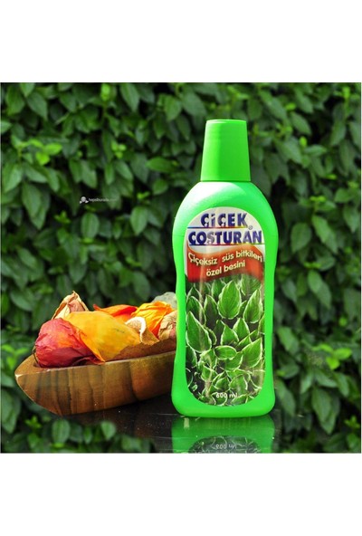 Avmdepo Çiçek Coşturan Çiçeksiz Süs Bitkileri Için Avmdepo Çiçek Coşturan Çiçeksiz Süs Bitkileri Için