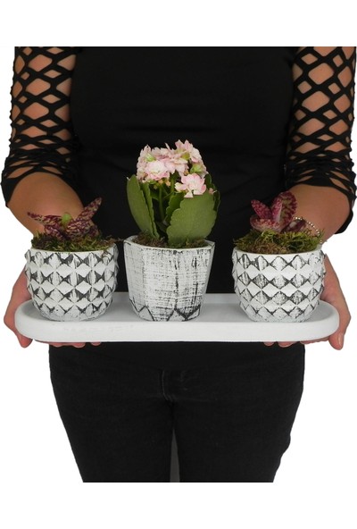 Zeze Flower Etibs Saksıda Kalanchoe ve Humulis Kalanchoe Sukulent