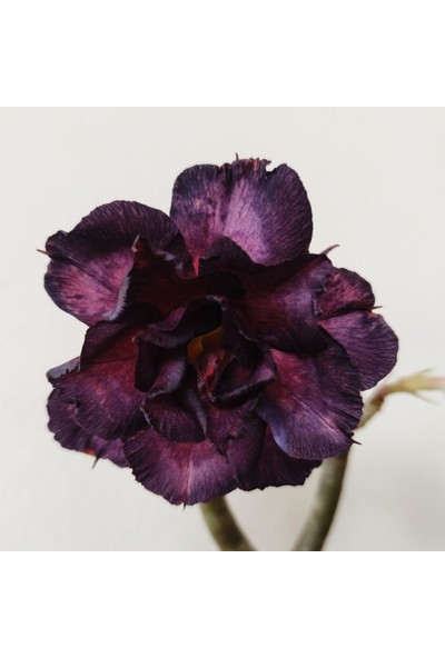 25 Adet Karışık Renklerde Adenium Çöl Gülü Tohumu 25 Adet Karışık Renklerde Adenium Çöl Gülü Tohumu