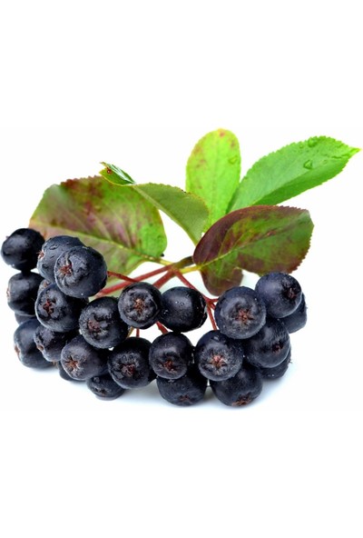 Alparonyadan Dalından Taze Aronya Meyvesi Alparonyadan Dalından Taze Aronya Meyvesi