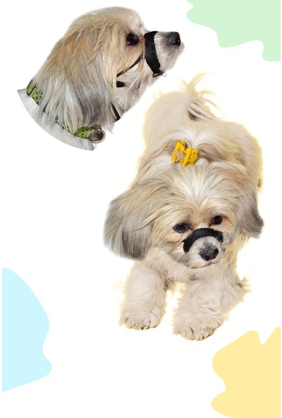Pet's Go Köpek Ağızlığı ve Eğitim Tasması Pet's Go Köpek Ağızlığı ve Eğitim Tasması
