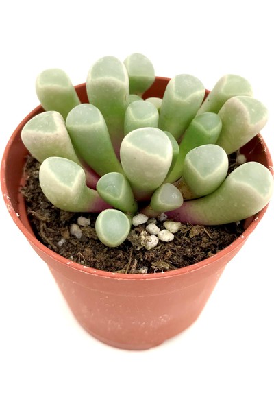 Ünal Kaktüs Fenestraria Aurantiaca