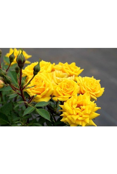 Berke Fidancılık Tüplü Aşılı Yediveren Sonnenkind Sarı Yediveren Gül Fidanı Berke Fidancılık Tüplü Aşılı Yediveren Sonnenkind Sarı Yediveren Gül Fidanı