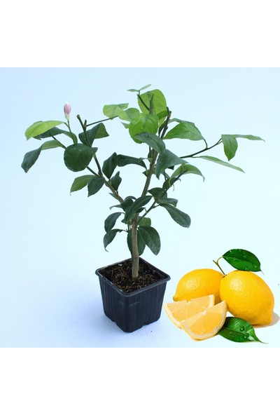 Renk Sepeti Yediveren Mayer Limon Fidanı 1-2 Yaş Renk Sepeti Yediveren Mayer Limon Fidanı 1-2 Yaş