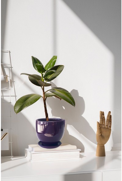 Evdek Tabaklı Mor Çömlek Saksı 19X19 cm Evdek Tabaklı Mor Çömlek Saksı 19X19 cm