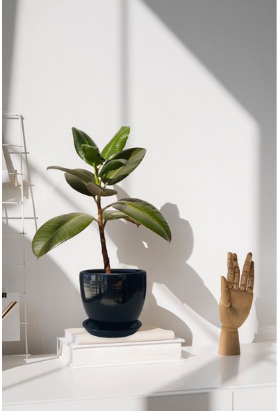 Evdek Tabaklı Siyah Çömlek Saksı 19X19 cm Evdek Tabaklı Siyah Çömlek Saksı 19X19 cm