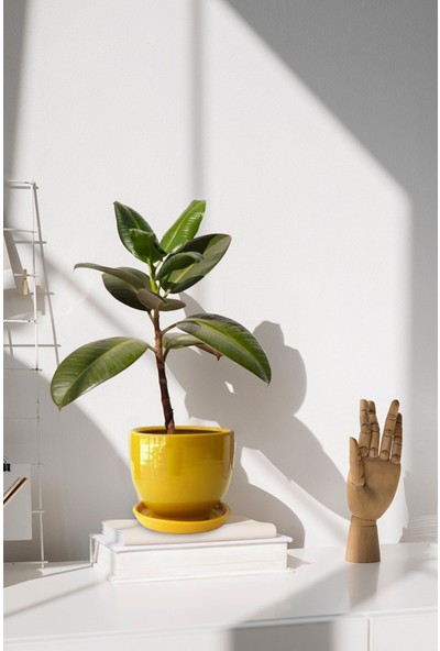 Evdek Tabaklı Sarı Çömlek Saksı 19X19 cm Evdek Tabaklı Sarı Çömlek Saksı 19X19 cm