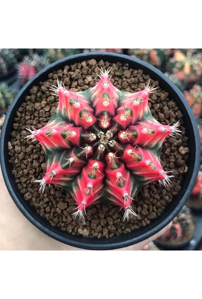Bade 100 Adet Tohum Kaktüs Gymnocalycium Gymno Variegate Mix