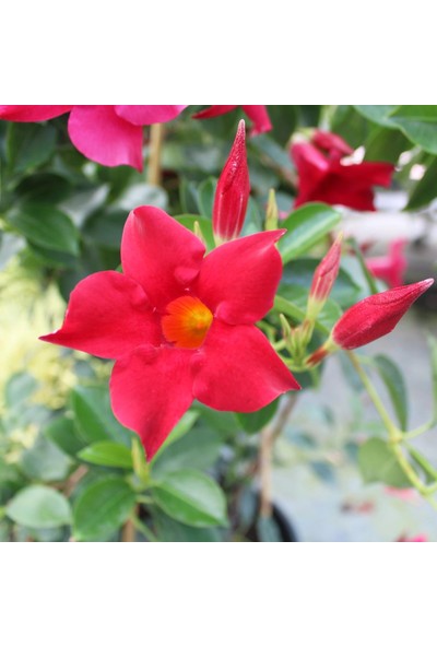 Kırmızı Mandevilla Çiçeği - Mandevilla Apocynaceae Kırmızı Mandevilla Çiçeği - Mandevilla Apocynaceae