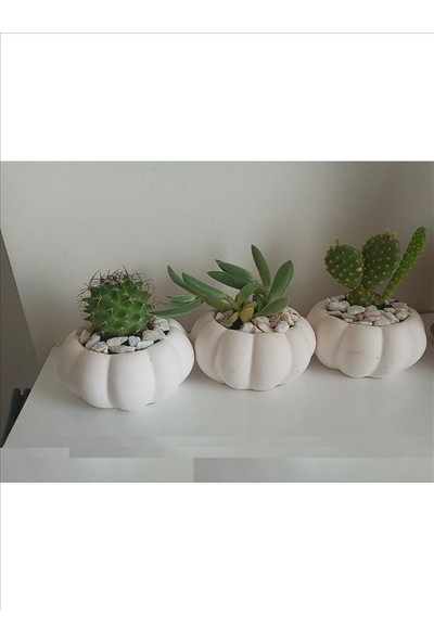 Morehome 3'lü Kabak Saksı Sukulent Saksısı Kaktüs Saksısı 3'lü Kabak Beyaz