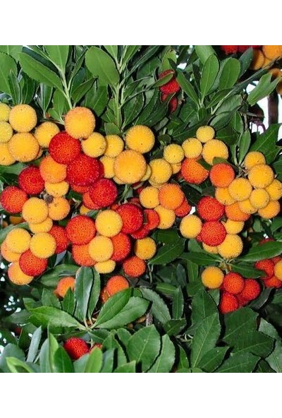 Kocayemiş (Dağ Çileği)