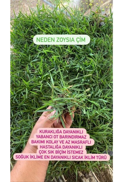 Zoysia Çim Fidesi