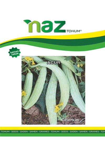 Acur Tohumu -Aykız-5 gr