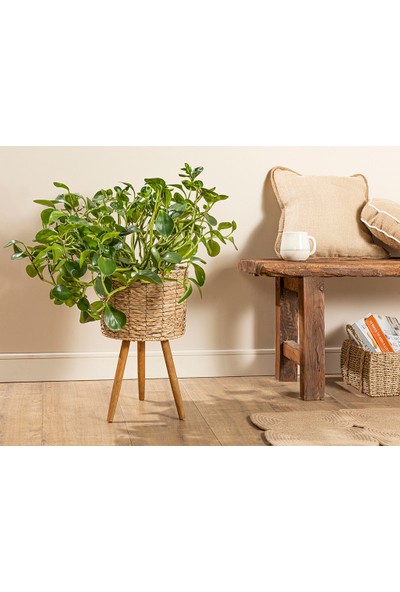 English Home Natural Shape Saksı 27 x 27 x 46 cm Kahve