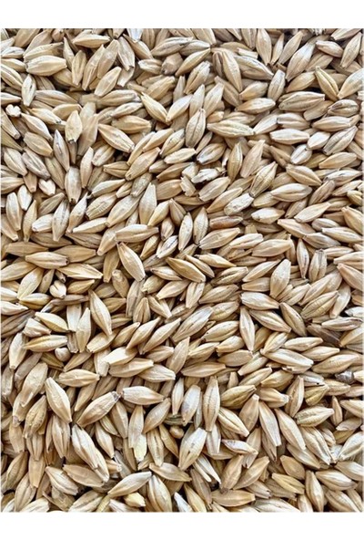 Canatar Organik Doğal Yemlik Arpa 50 kg Tavuk - Büyükbaş - Kuş Yemi Canatar Organik Doğal Yemlik Arpa 50 kg Tavuk - Büyükbaş - Kuş Yemi