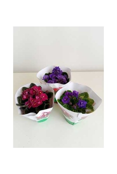 Afrika Menekşesi 3'lü Süpriz Renk Afrika Menekşesi 3'lü Süpriz Renk