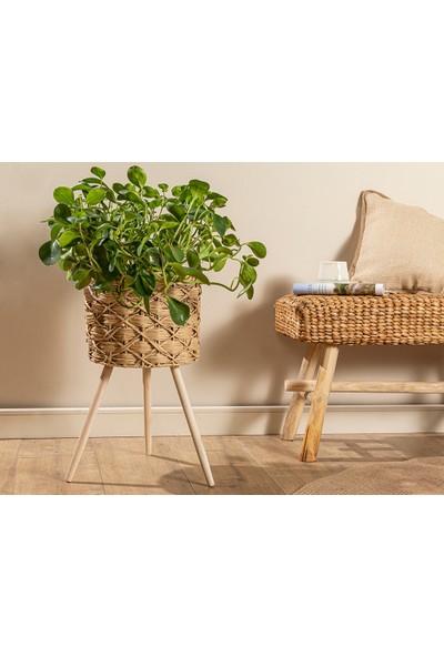 English Home Nature Saksı 33X33X60 cm Kahve