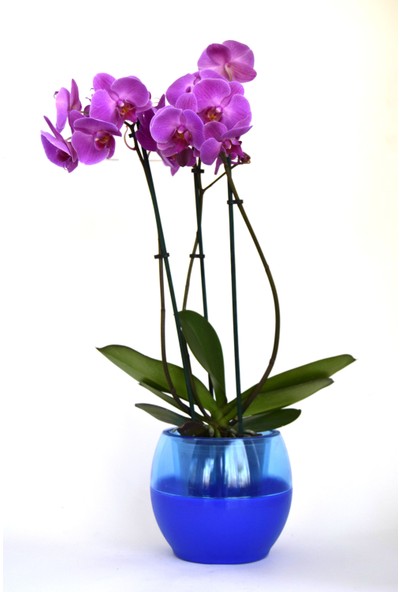 Leo Garden Buule-Saksı