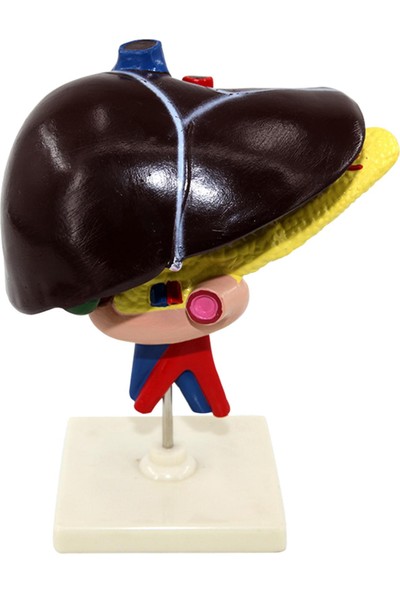 Belovee Temel Profesyonel Öğretim Yardımı ile Karaciğer Duodenum Pankreas Biyolojik Model (Yurt Dışından) Belovee Temel Profesyonel Öğretim Yardımı ile Karaciğer Duodenum Pankreas Biyolojik Model (Yurt Dışından)