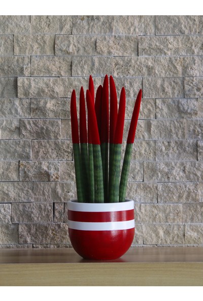 Banded Koleksiyon Oval Beton Saksı Banded Koleksiyon Oval Beton Saksı