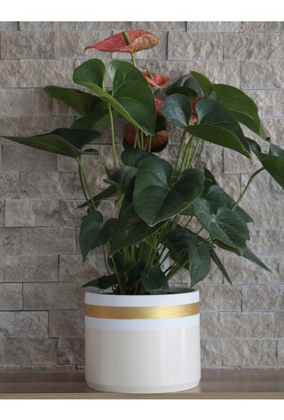 Gold Koleksiyon Büyük Boy Beton Saksı