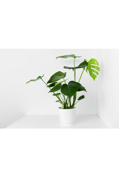 Fidan Merkezi Monstera Deliciosa - Deve Tabanı - Ev Ofis Salon Iç Mekan Bitkisi Fidan Merkezi Monstera Deliciosa - Deve Tabanı - Ev Ofis Salon Iç Mekan Bitkisi