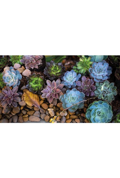 Lime Reklam Sukulentler Kanvas Tablo 40 x 70 cm Lime Reklam Sukulentler Kanvas Tablo 40 x 70 cm