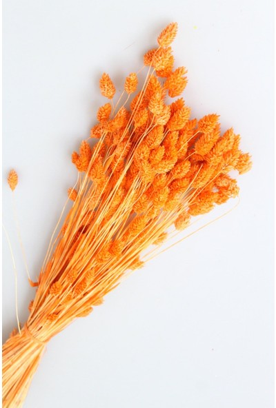 Minik Mucizeler Kuru Çiçek Palaris Kuş Otu Turuncu Minik Mucizeler Kuru Çiçek Palaris Kuş Otu Turuncu