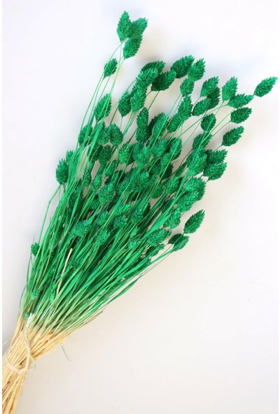 Minik Mucizeler Kuru Çiçek Palaris Kuş Otu Çimen Yeşili Minik Mucizeler Kuru Çiçek Palaris Kuş Otu Çimen Yeşili