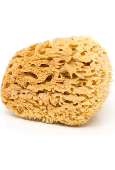 Natural Kids Çocuk Bebek Süngeri Xl Büyük Boy