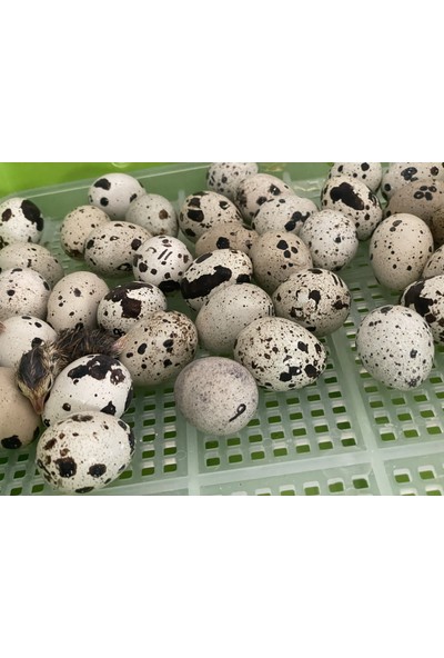 Kanat Center 36 Adet Kuluçkalık Bıldırcın Yumurtası Kanat Center 36 Adet Kuluçkalık Bıldırcın Yumurtası