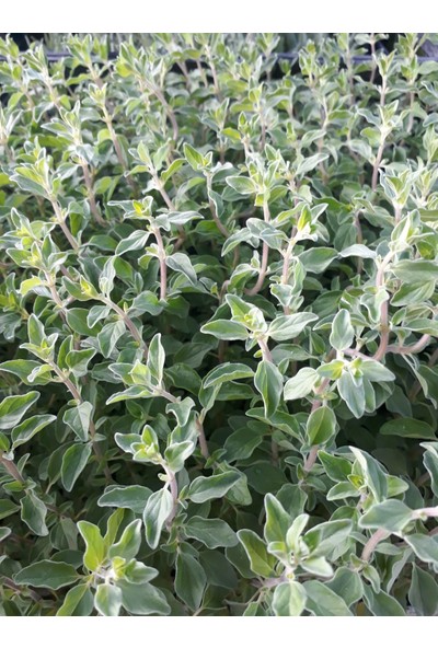 FİDE SEPETİ DAĞ KEKİK FİDESİ (3LÜ AMBALAJ)