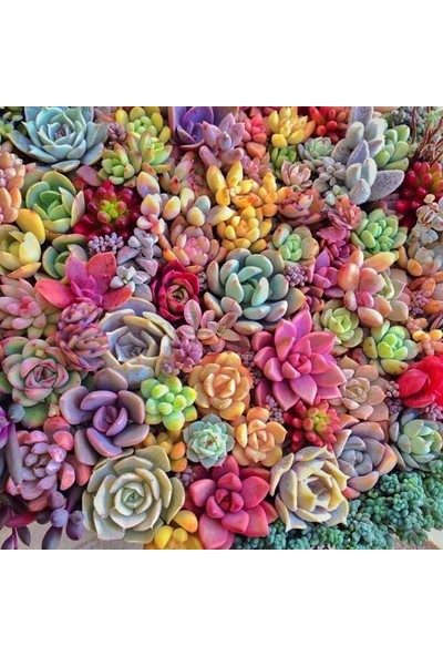 Tohumcu Kikizade Karışık Türlerde Sukulent Tohumu 50'li Tohumcu Kikizade Karışık Türlerde Sukulent Tohumu 50'li
