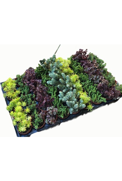 Sukulent Sedum 45'li̇ Karışık Paket Sukulent Sedum 45'li̇ Karışık Paket