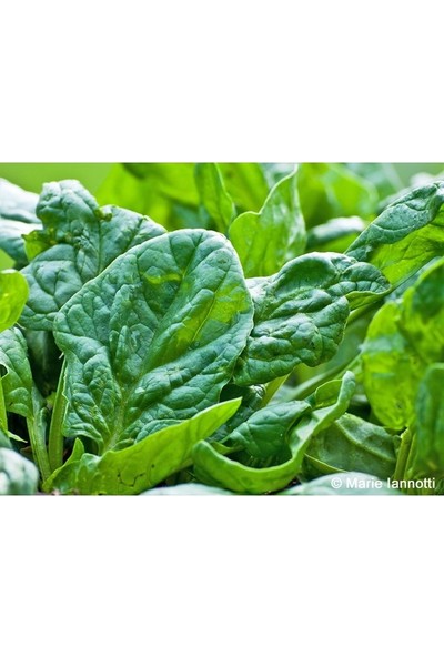 Arzuman Matador Ispanak Geniş Yaprak İthal 10 g