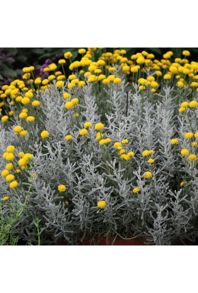 Tunç Botani̇k Lavanti̇n 10'lu Kokulu Çi̇çekli̇ Çok Yıllık Bi̇tki̇ Tunç Botani̇k Lavanti̇n 10'lu Kokulu Çi̇çekli̇ Çok Yıllık Bi̇tki̇