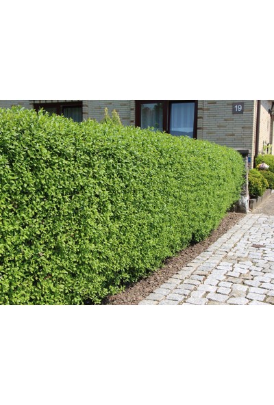 Tunç Botani̇k Li̇gustrum Kurtbağrı 100'lü Çi̇t Bi̇tki̇si̇ Tunç Botani̇k Li̇gustrum Kurtbağrı 100'lü Çi̇t Bi̇tki̇si̇