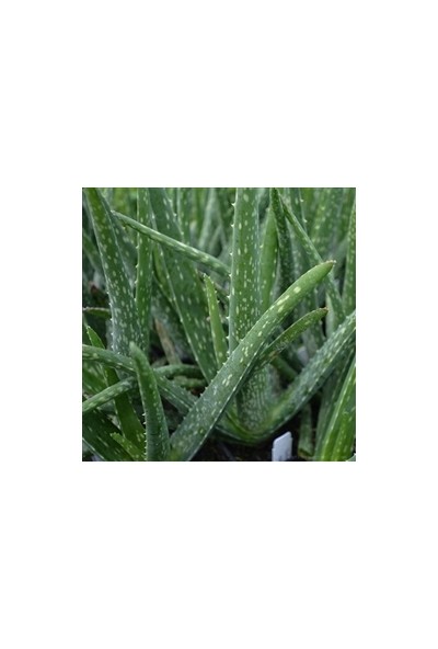Toru Bahçe Saksı İçinde Aloevera Bitkisi 20 cm Üzeri Toru Bahçe Saksı İçinde Aloevera Bitkisi 20 cm Üzeri