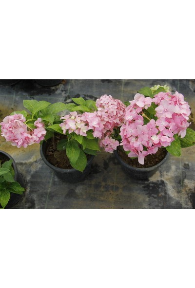 Tunç Botanik Ortanca Fi̇Dani 5 Adet - Saksili 20-40 Cm