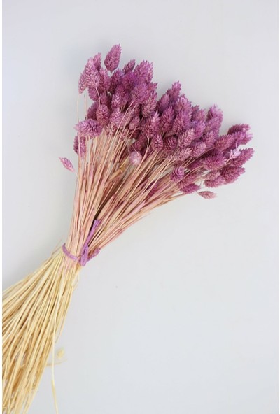 Minik Mucizeler Kuru Çiçek Palaris Kuş Otu Çimen Gül Kurusu Minik Mucizeler Kuru Çiçek Palaris Kuş Otu Çimen Gül Kurusu