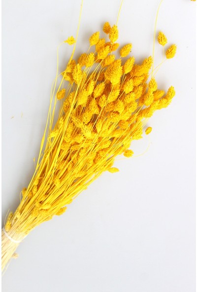 Minik Mucizeler Kuru Çiçek Palaris Kuş Otu Sarı Minik Mucizeler Kuru Çiçek Palaris Kuş Otu Sarı