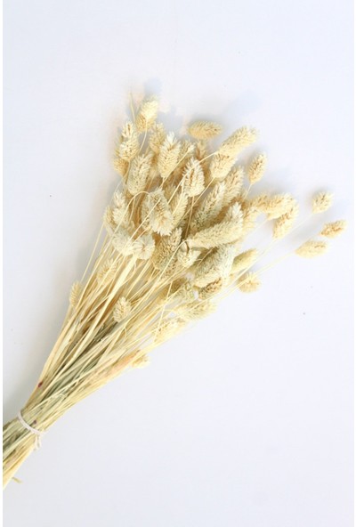 Minik Mucizeler Kuru Çiçek Palaris Kuş Otu Naturel Minik Mucizeler Kuru Çiçek Palaris Kuş Otu Naturel