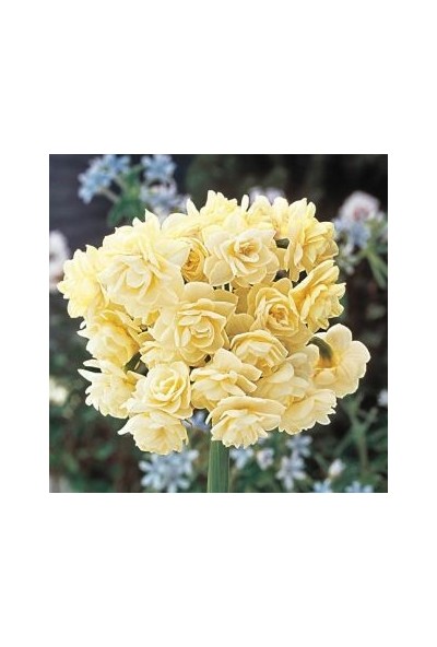 Kamondo Tohum 4 Adet Double Gün Sarısı Renkli Nergis Çiçeği Soğanı Kokulu Kamondo Tohum 4 Adet Double Gün Sarısı Renkli Nergis Çiçeği Soğanı Kokulu