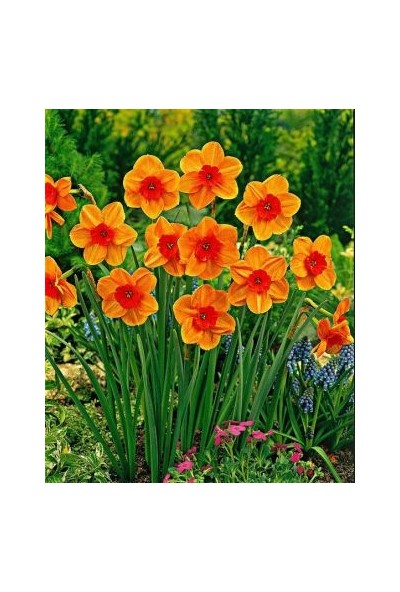 Kamondo Tohum 4 Adet Koyu Turuncu Renkli Nergis Çiçeği Soğanı Kokulu Kamondo Tohum 4 Adet Koyu Turuncu Renkli Nergis Çiçeği Soğanı Kokulu