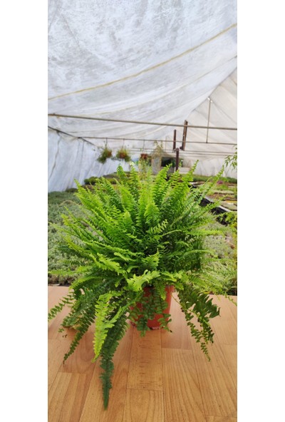 Smy Hobihanem Aşk Merdiveni Fujer Nephrolepis Ev, Salon, Ofis Bitkisi 15 cm Saksıda Smy Hobihanem Aşk Merdiveni Fujer Nephrolepis Ev, Salon, Ofis Bitkisi 15 cm Saksıda