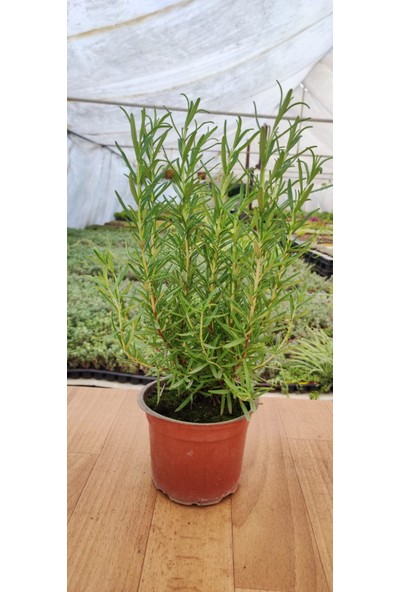 Smy Hobihanem Biberiye Fidanı Rosmarinus Officinalis 12 cm Saksıda Smy Hobihanem Biberiye Fidanı Rosmarinus Officinalis 12 cm Saksıda